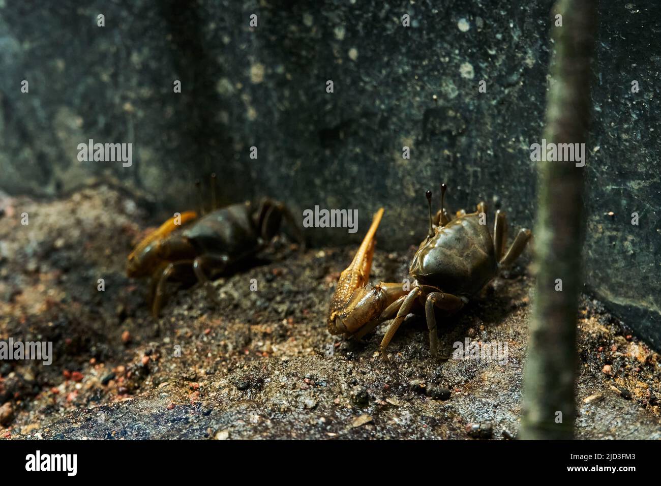 Closeup sand crab digging in the mud Stock Photo - Alamy