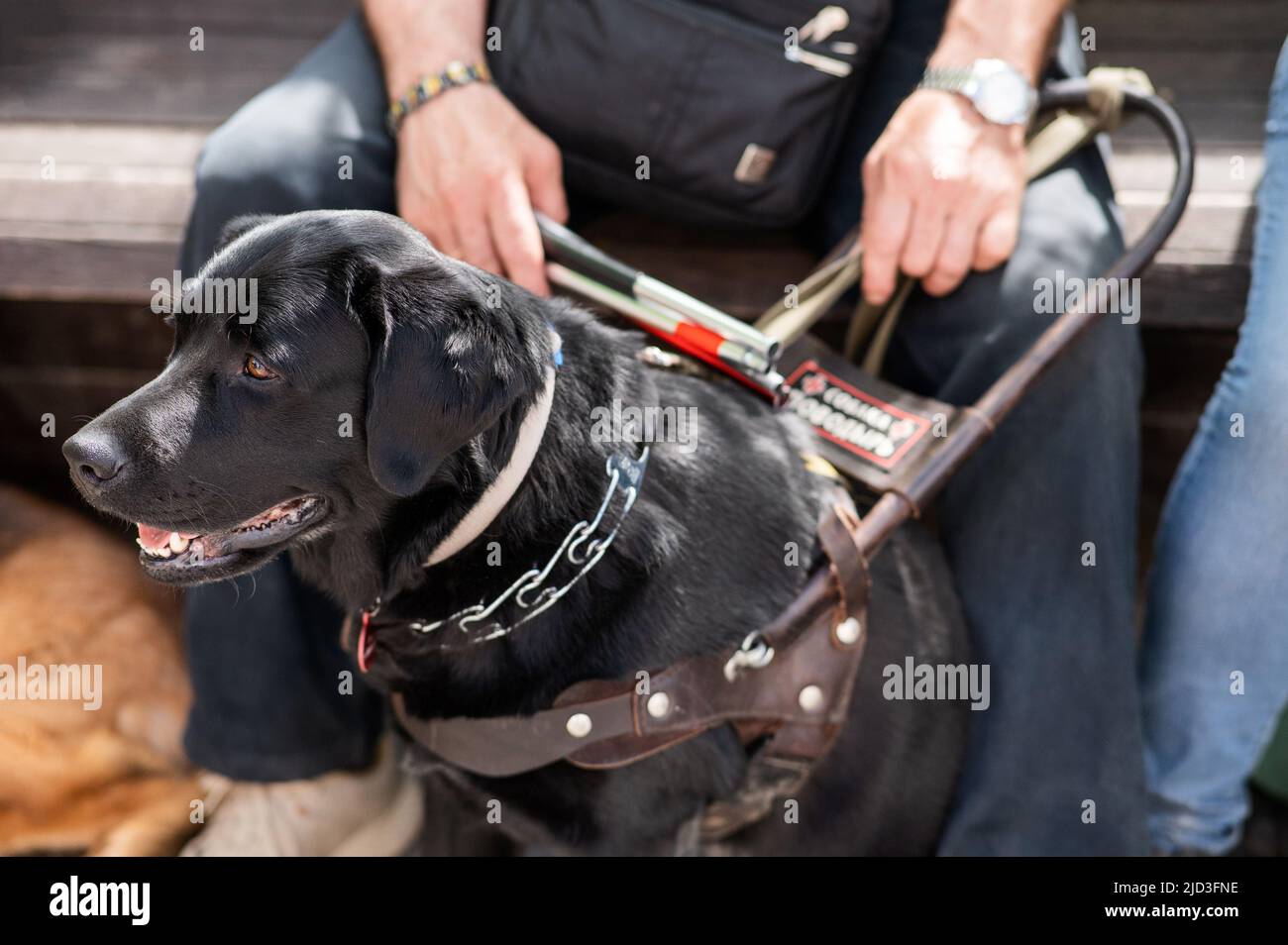 Black Labrador working as a guide dog for a blind man Stock Photo - Alamy