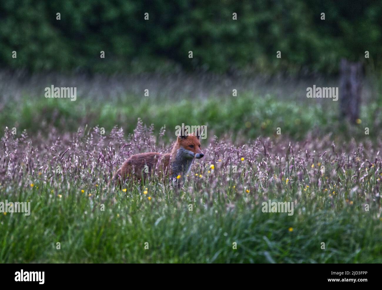 Red fox vulpes vulpes scotland hi-res stock photography and images - Alamy