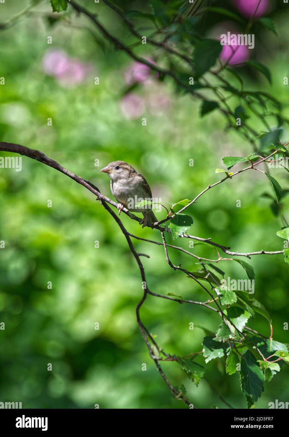 Juvenile house sparrows hi-res stock photography and images - Alamy