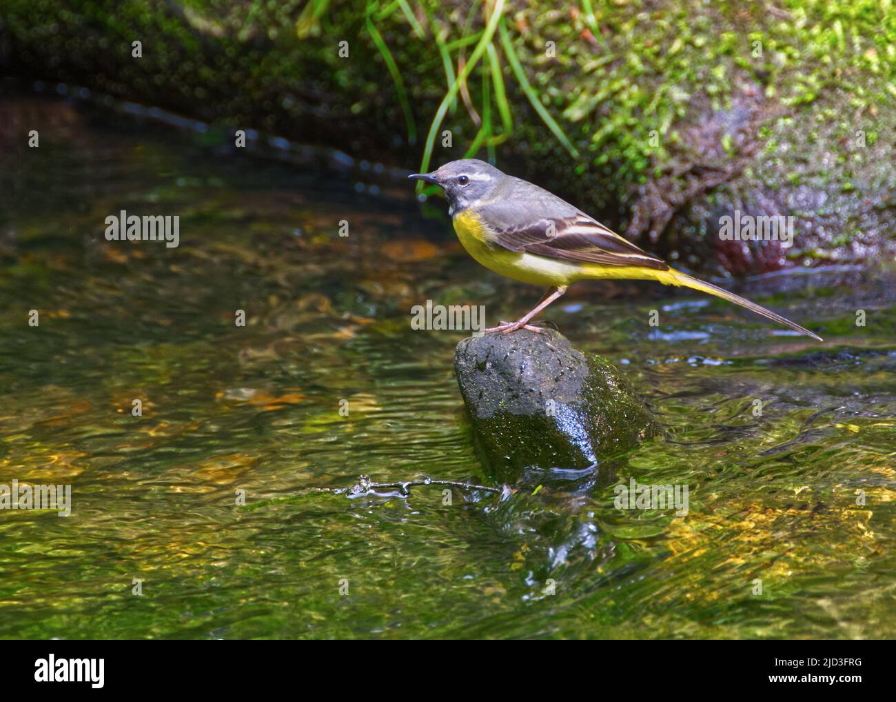 Back view of grey wagtail hi-res stock photography and images - Alamy