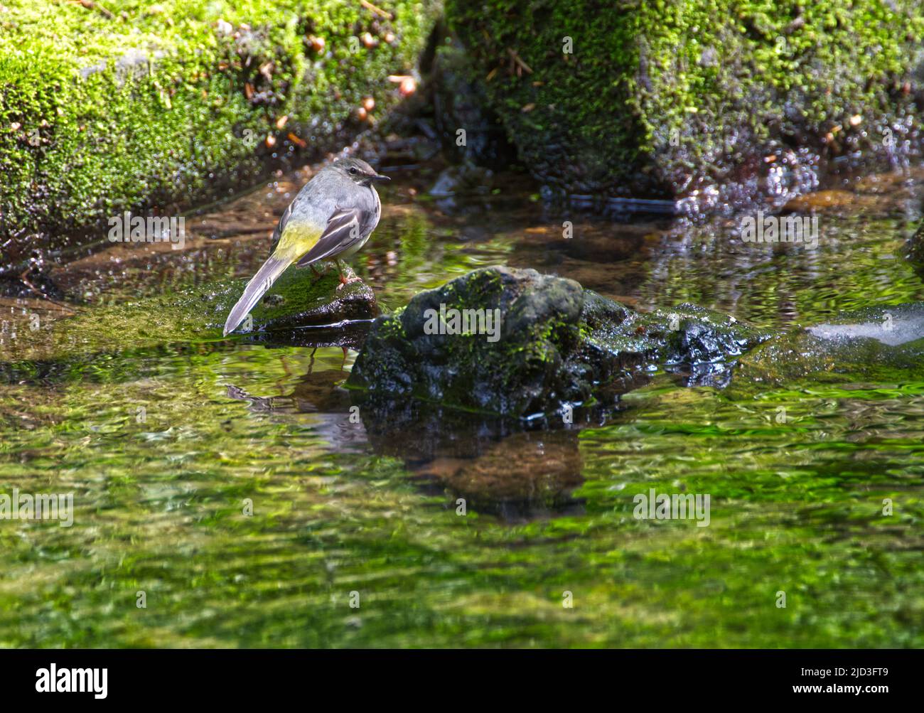 Back view of grey wagtail hi-res stock photography and images - Alamy