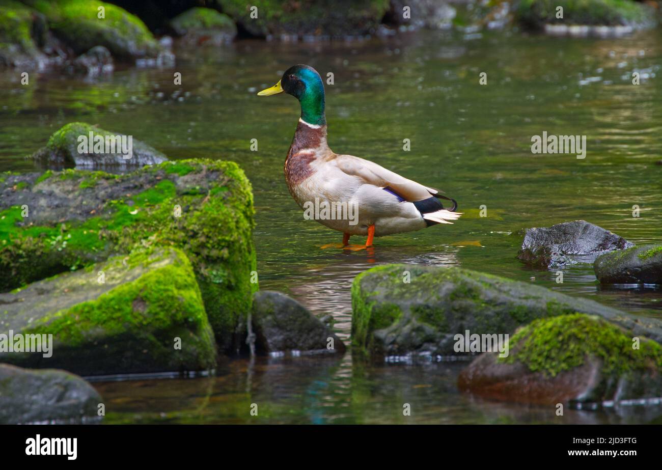 Handsome drake duck hi-res stock photography and images - Alamy