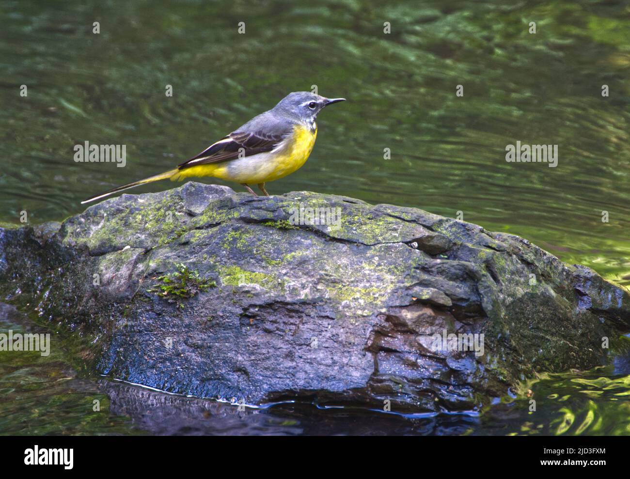 Back view of grey wagtail hi-res stock photography and images - Alamy