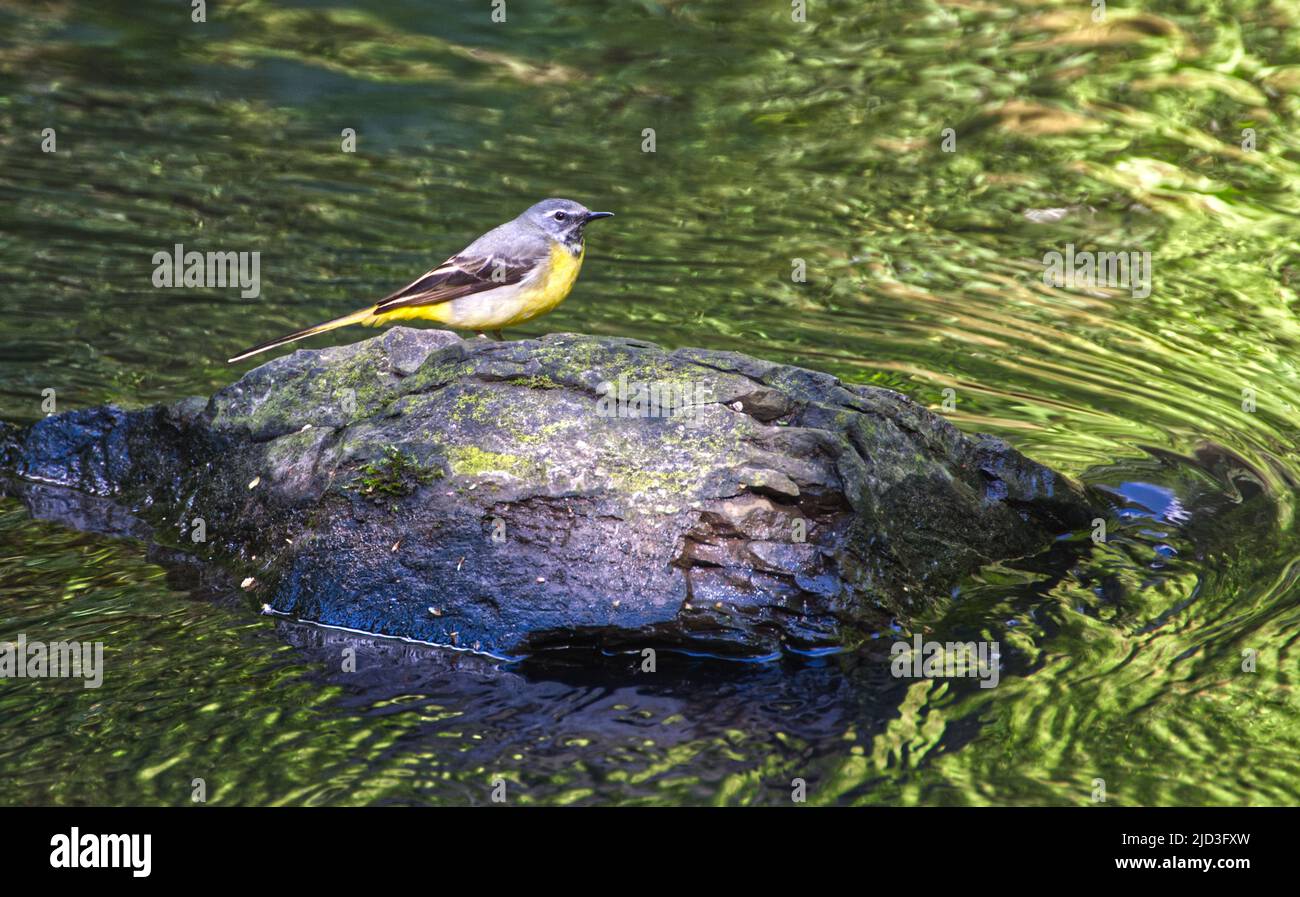 Back view of grey wagtail hi-res stock photography and images - Alamy