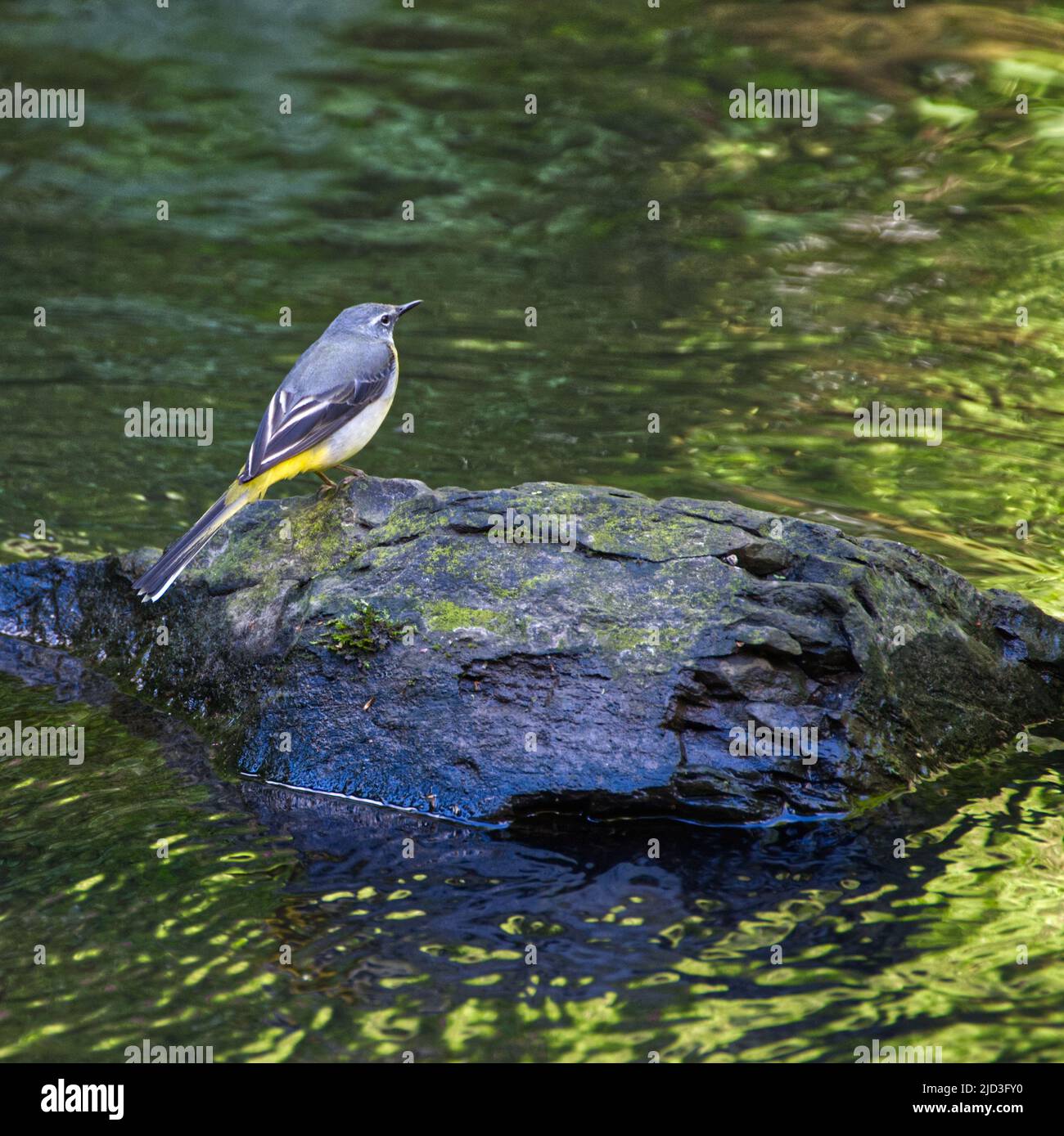 Back view of grey wagtail hi-res stock photography and images - Alamy
