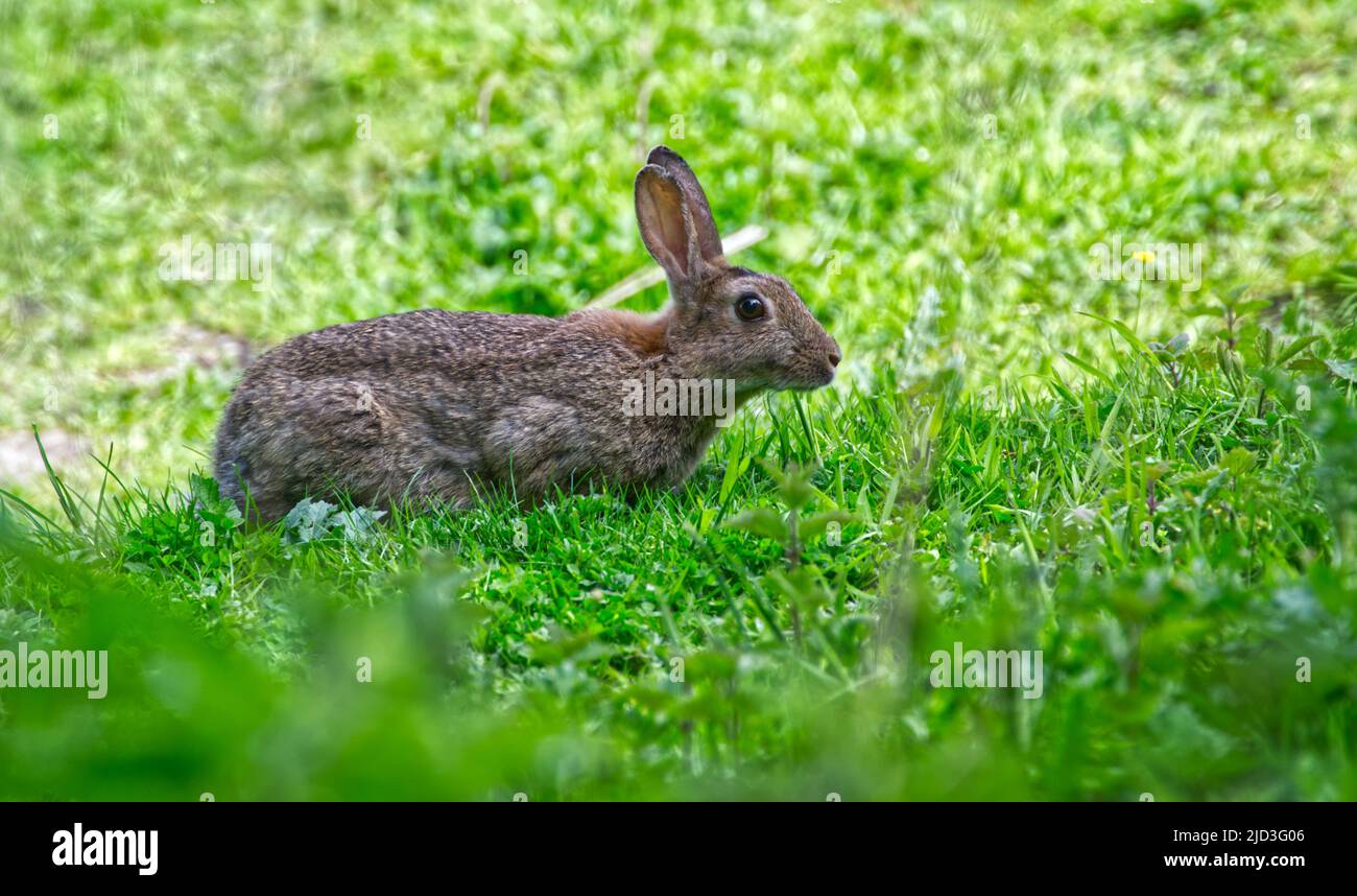 Rabbit grey wild hi-res stock photography and images - Alamy