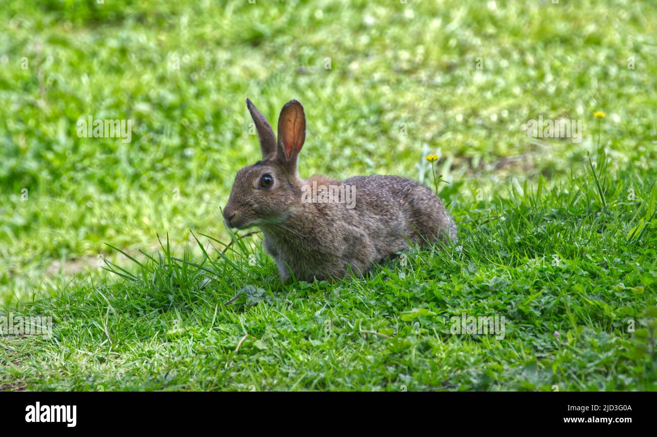 Grey rabbit tail hi-res stock photography and images - Alamy