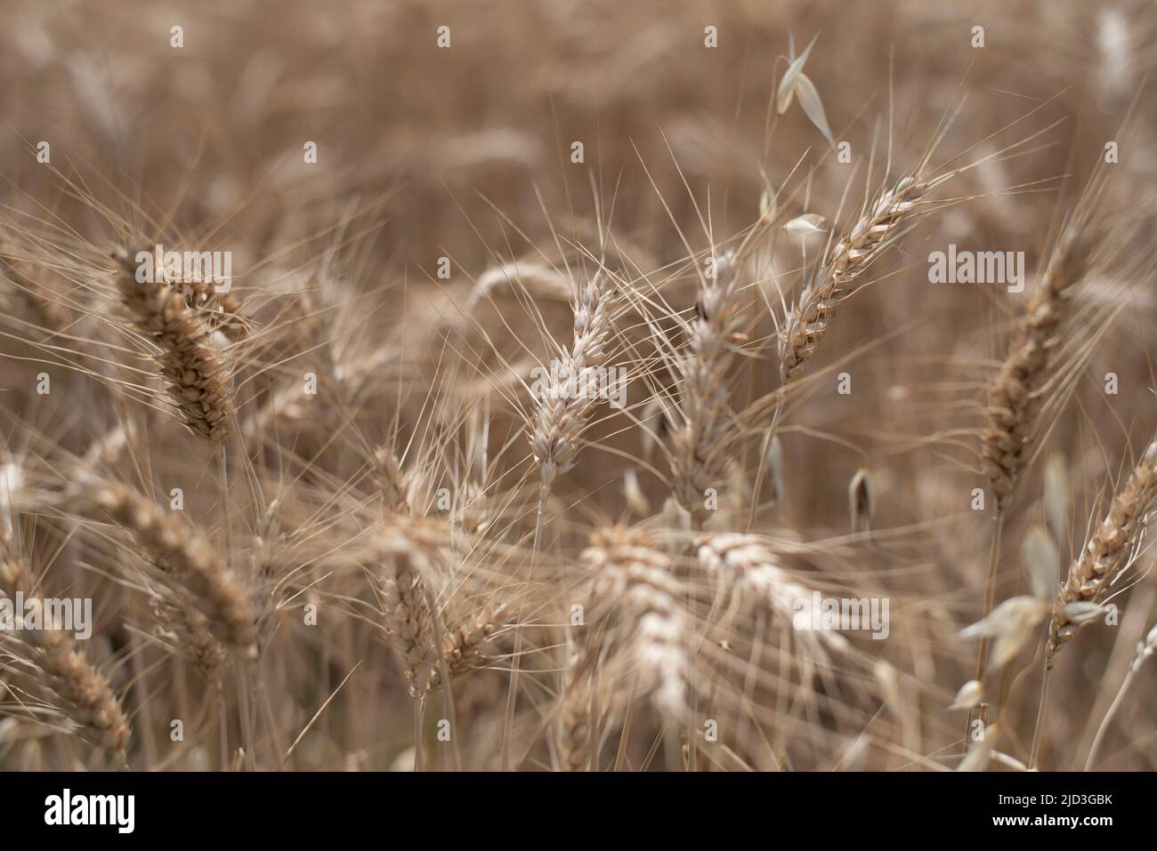 Zingonia hi-res stock photography and images - Alamy
