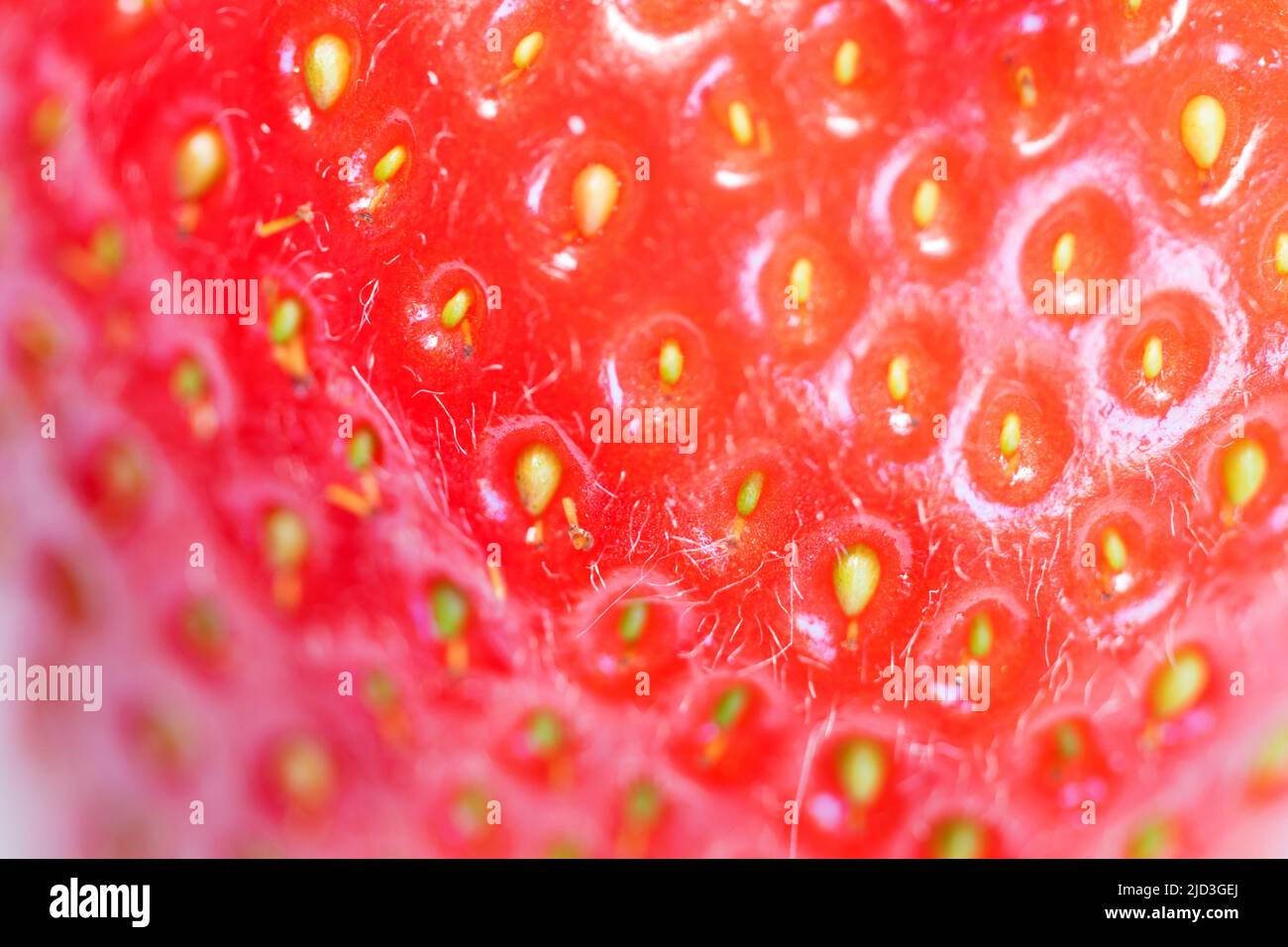 Fresh strawberry showing juicy close up macro detail of outer pips ...