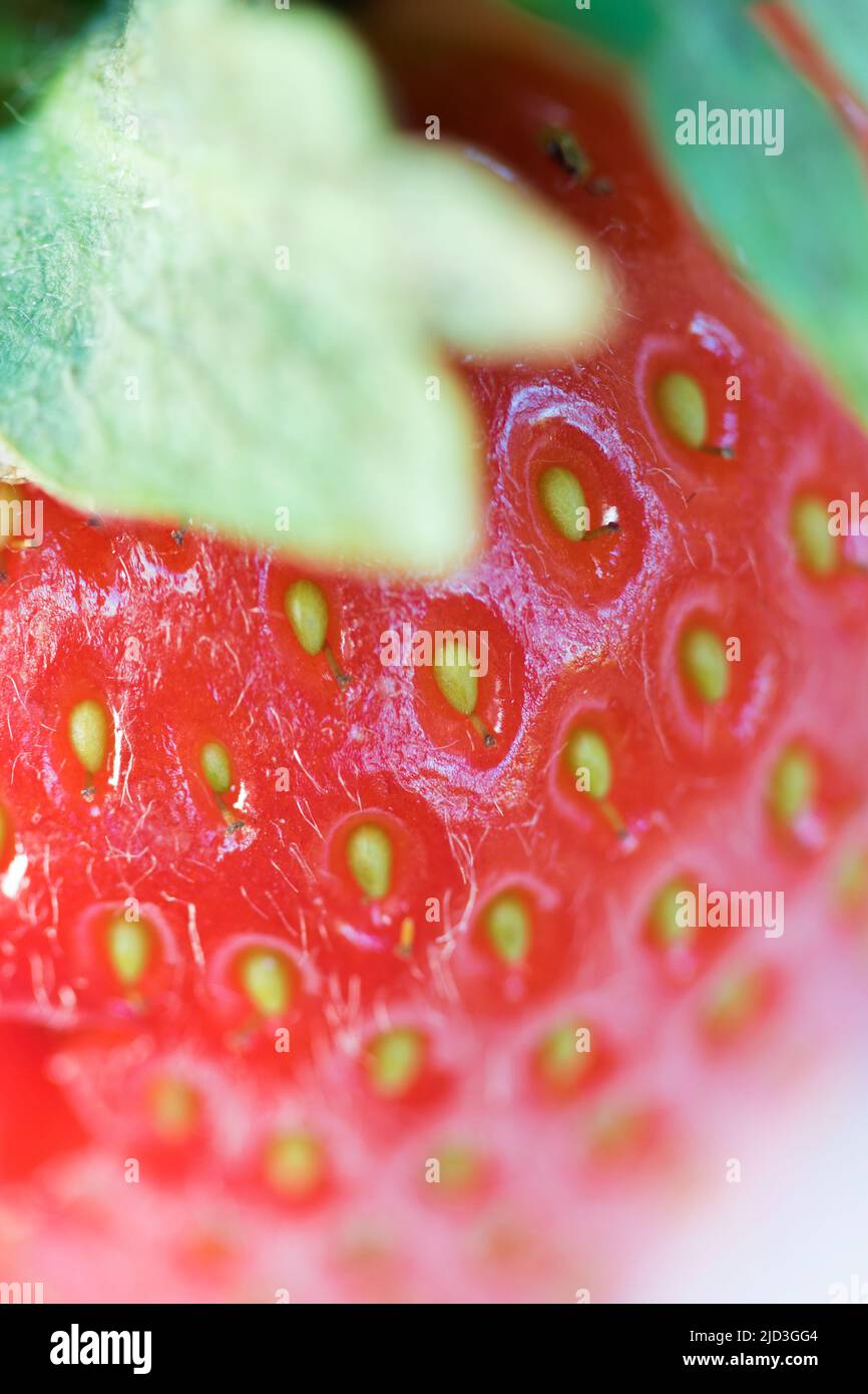 Fresh strawberry showing juicy close up macro detail of outer pips ...