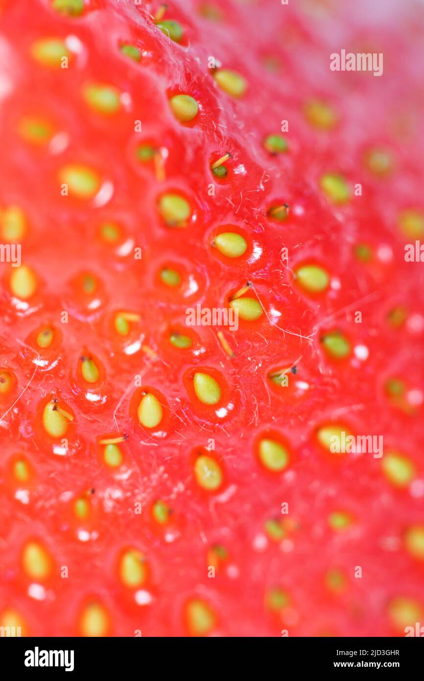 Fresh strawberry showing juicy close up macro detail of outer pips ...