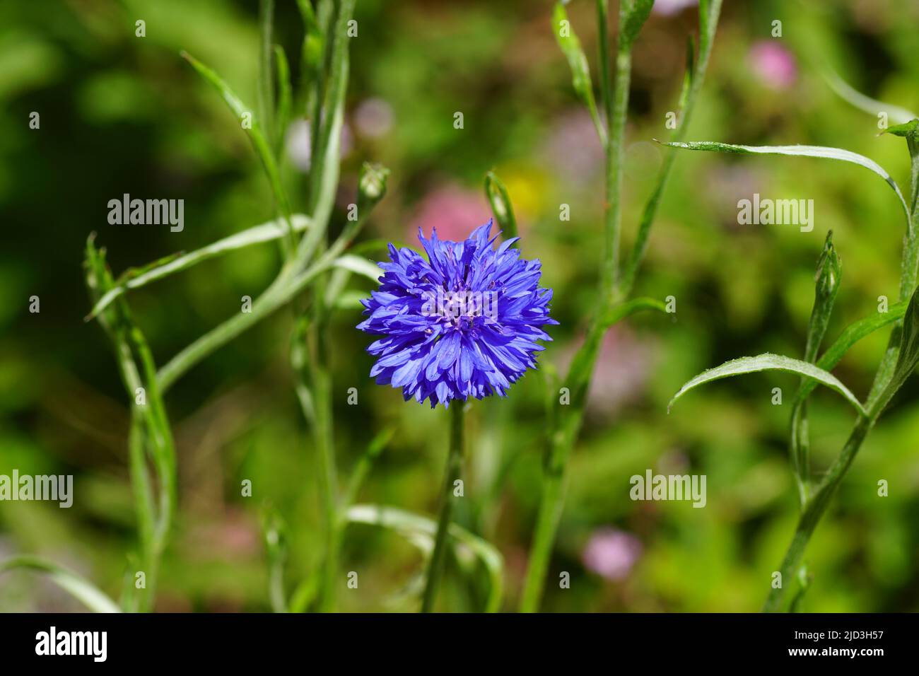 Close up intense blue flower of cornflower, bachelor's button ...