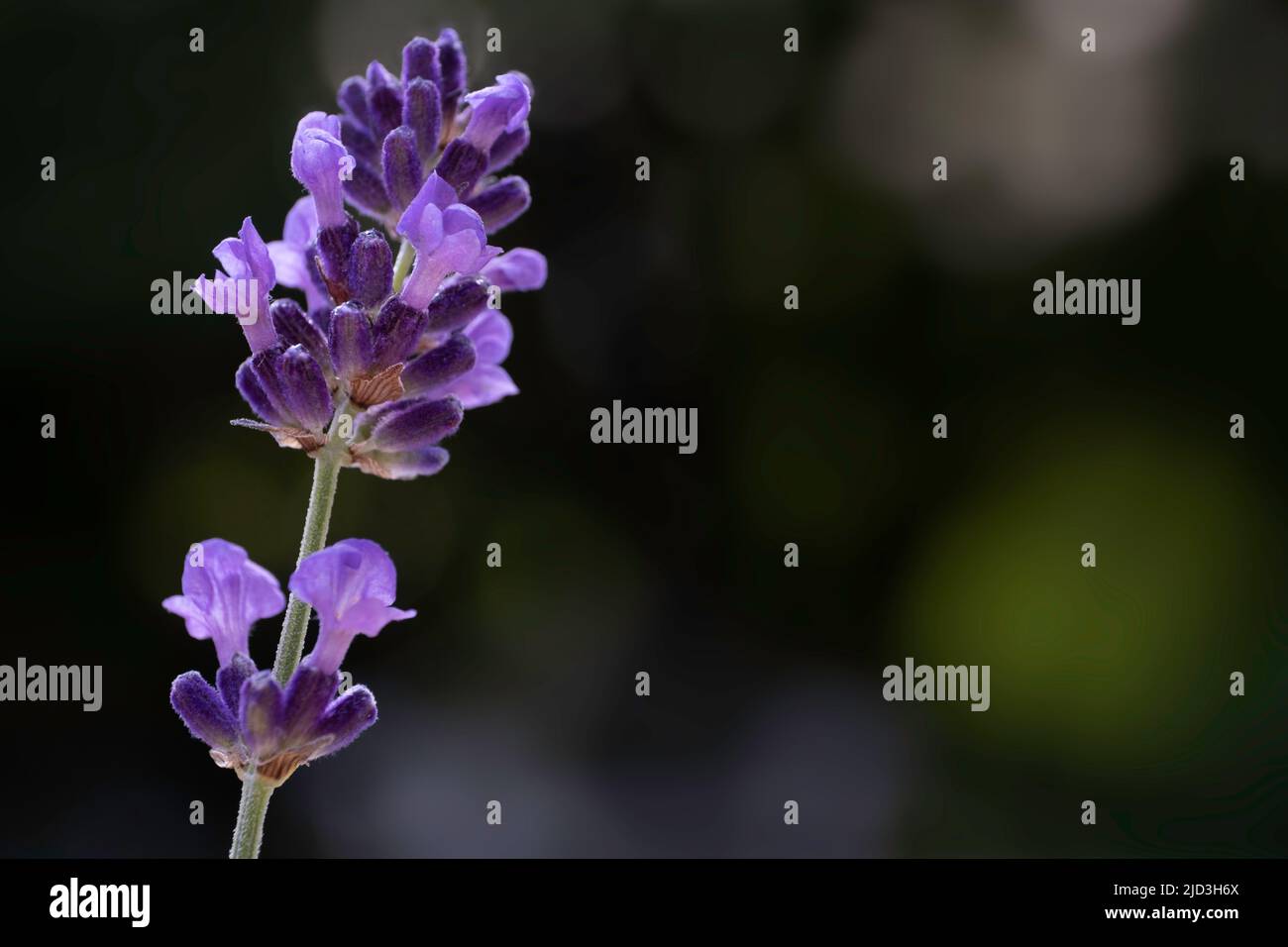 Single sprig of blooming and fragrant lavender flower against a dark ...