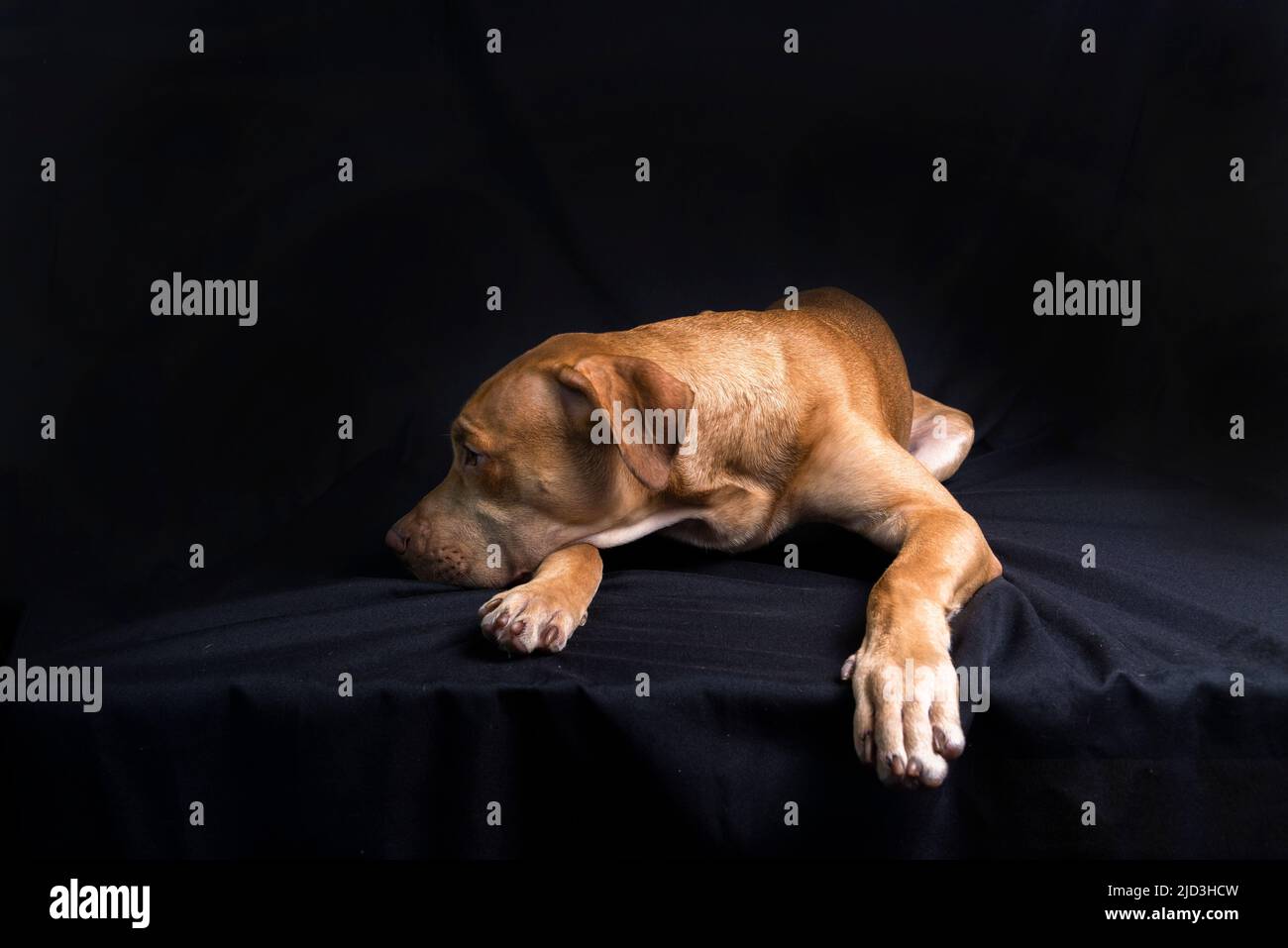 Portrait of a pit bull dog lying down against black background. City of ...