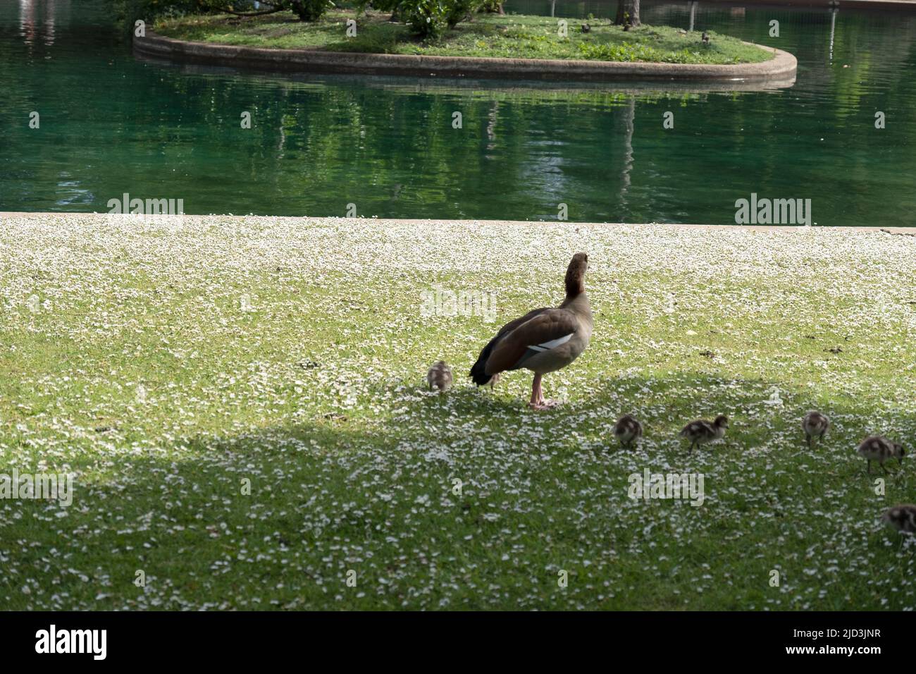 walk in the beautiful regents park in london,uk Stock Photo - Alamy