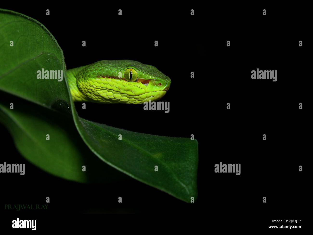 Salazar's pit viper head closeup Stock Photo - Alamy
