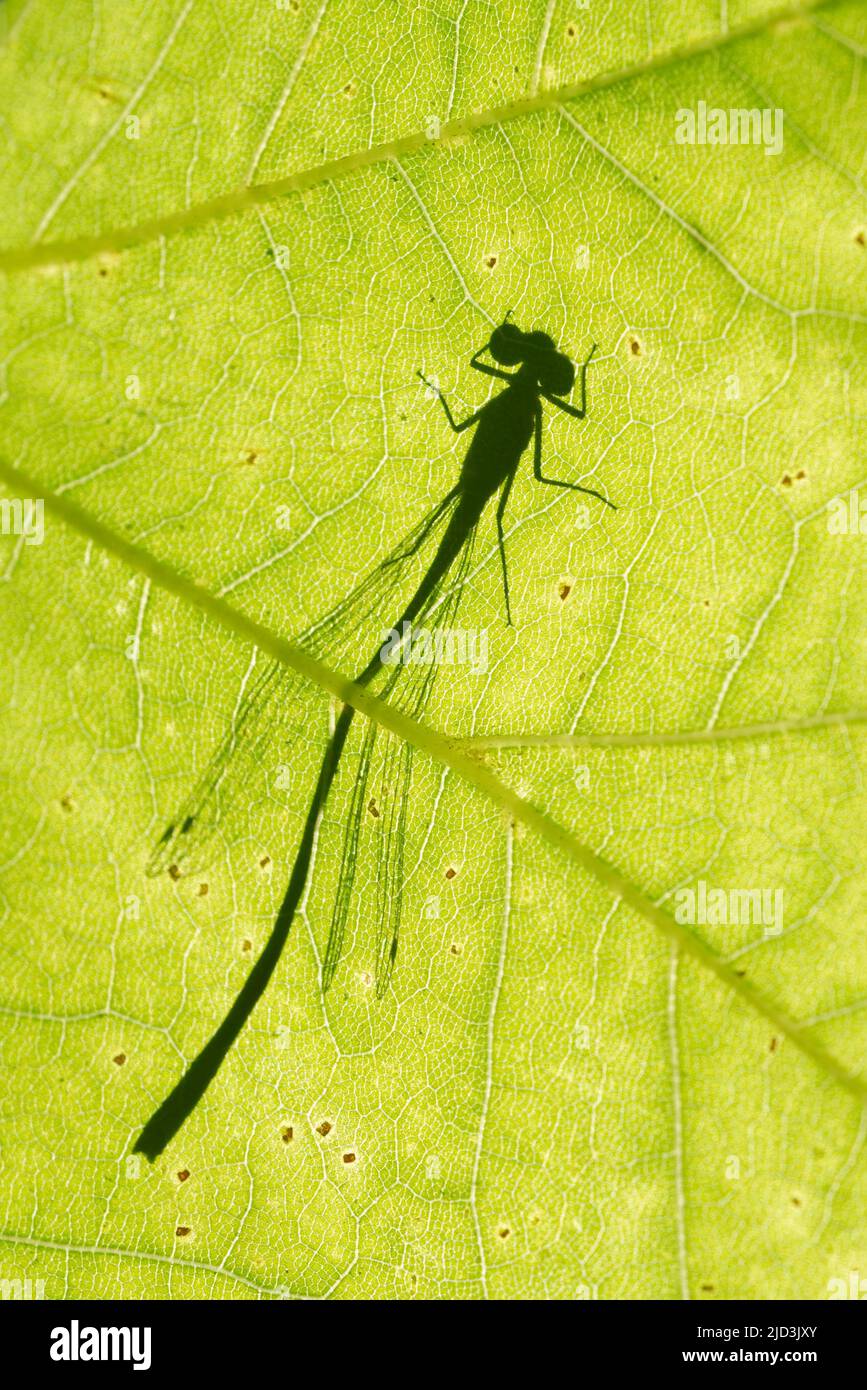 Coenagrion is a genus of damselflies in the family Coenagrionidae ...