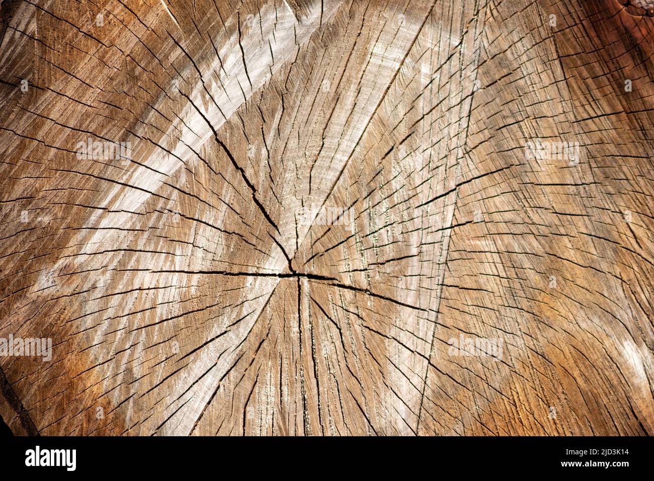Lumber disc hi-res stock photography and images - Alamy