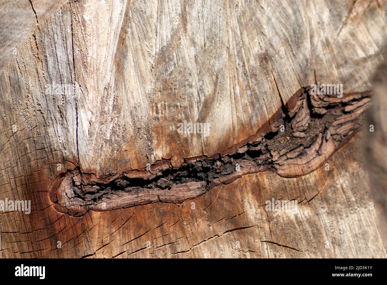 Cut tree disc of construction wood after deforestation stacked as ...