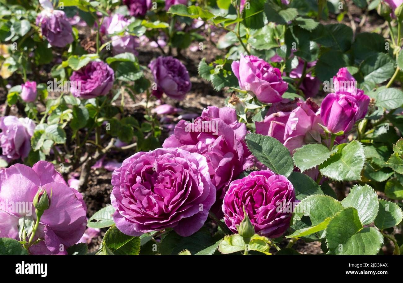 walk in the beautiful regents park in london,uk Stock Photo - Alamy