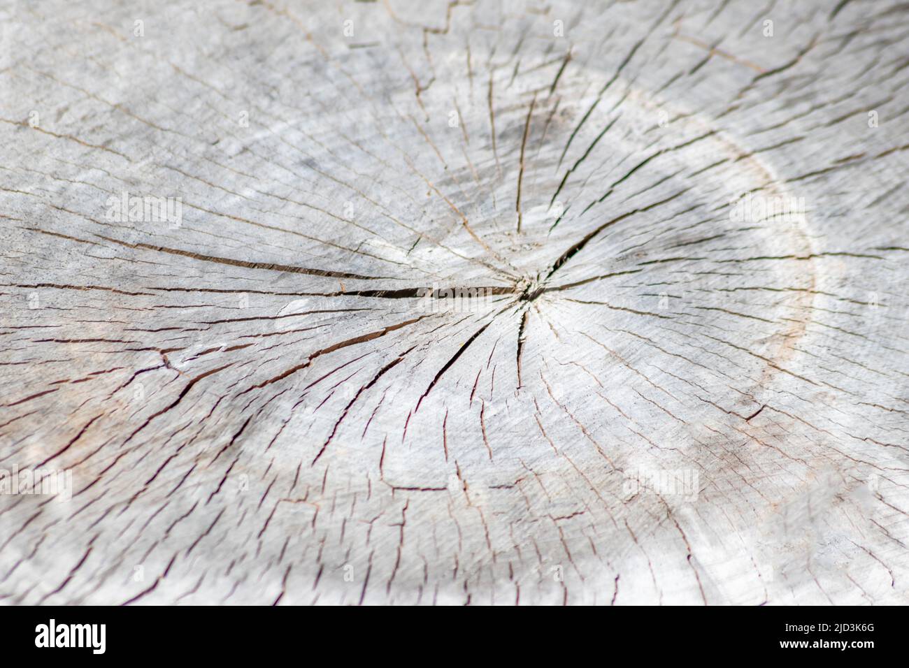 Cut tree disc of construction wood after deforestation stacked as ...
