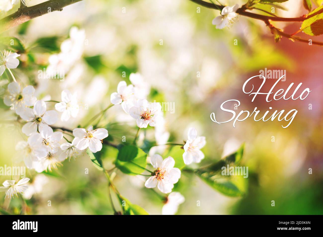 Spring card hi-res stock photography and images - Alamy