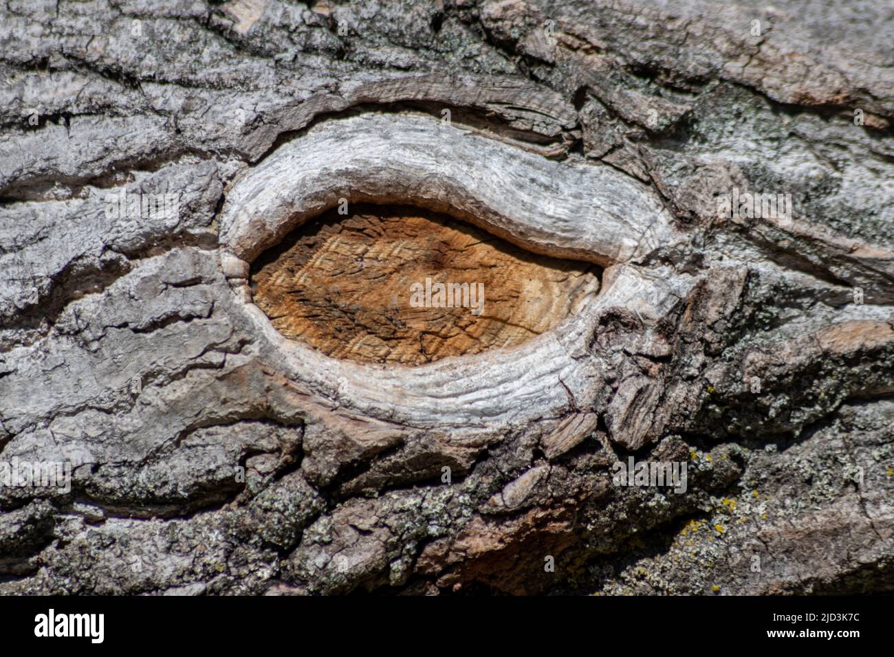 Tree bark with fine natural structures and patina of rough tree bark as ...