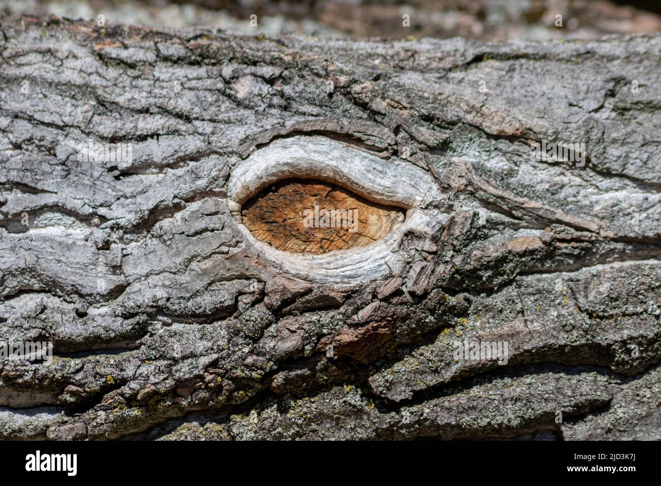 Tree bark with fine natural structures and patina of rough tree bark as ...