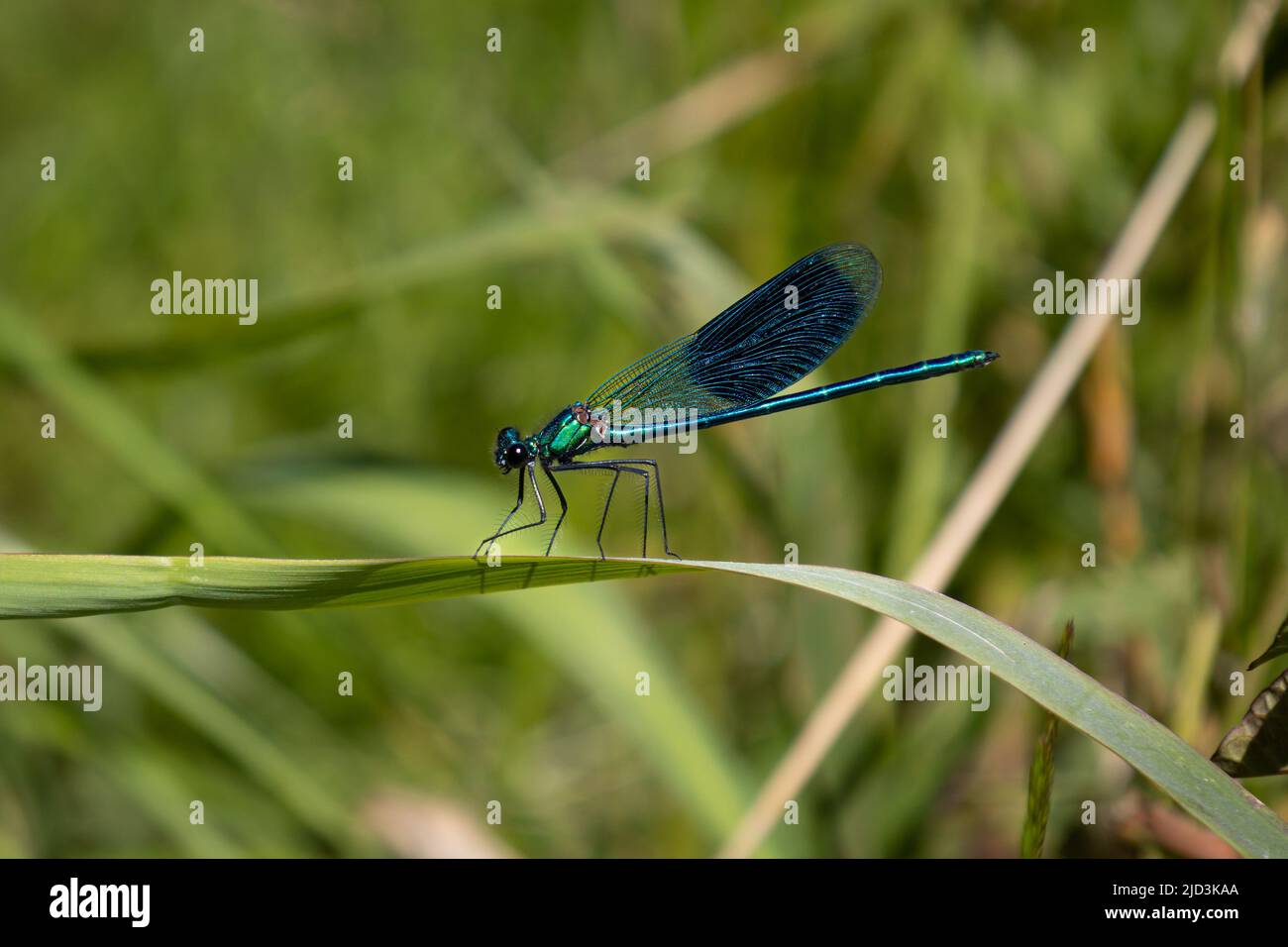 The blue dragonfly with beautiful metallic blue colors photographed on ...