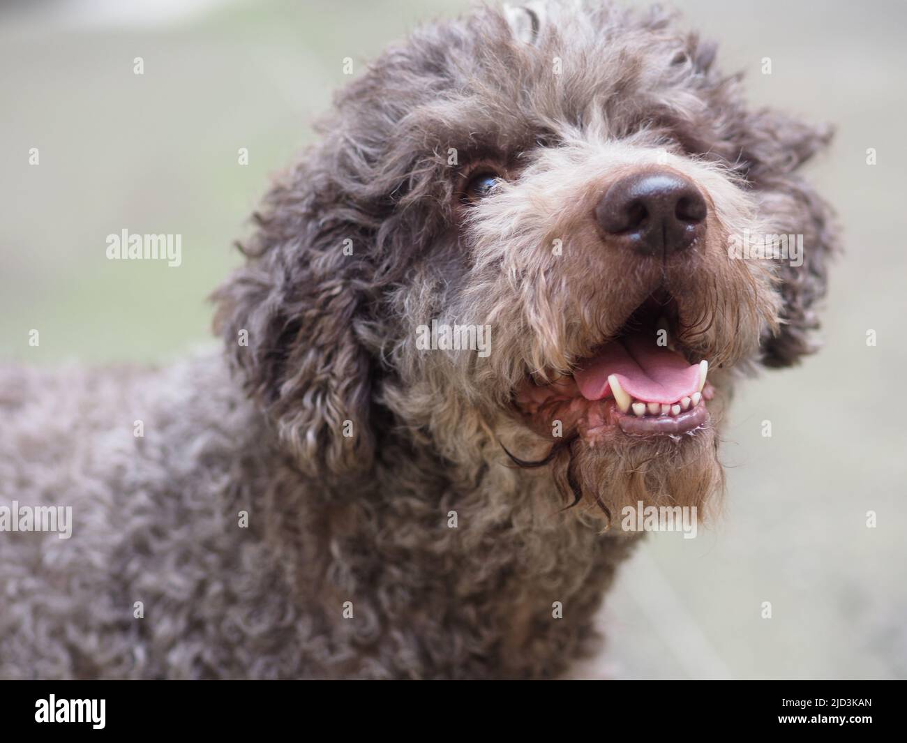 male lagotto trufle dog portrait Stock Photo - Alamy