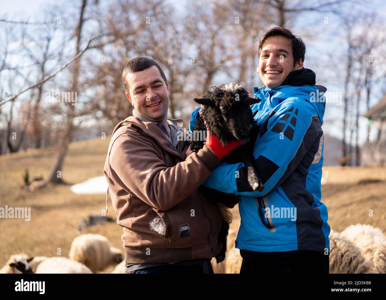 A horizontal view of a shepherd holding a lamb with a flock of sheep ...