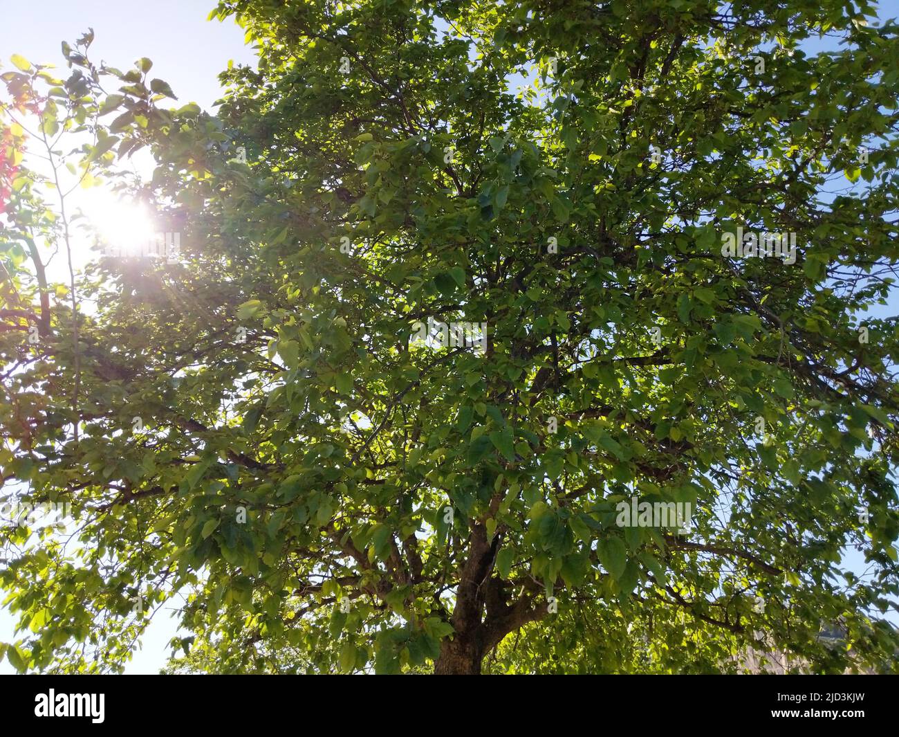 Mulberry tree flower hi-res stock photography and images - Alamy
