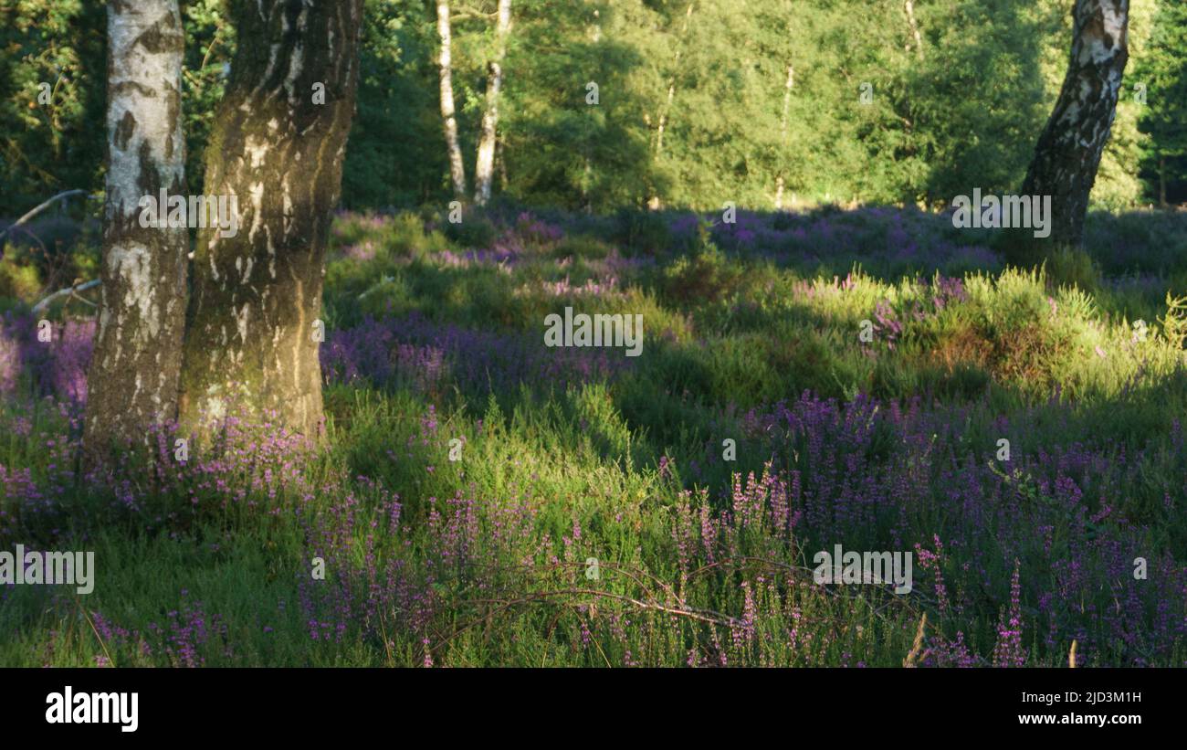 birch trees with purple heather at golden hour in the evening, nature ...