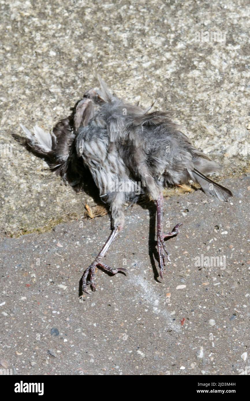 Heat wave hits France : Dried dead bird, Lyon, France Stock Photo - Alamy