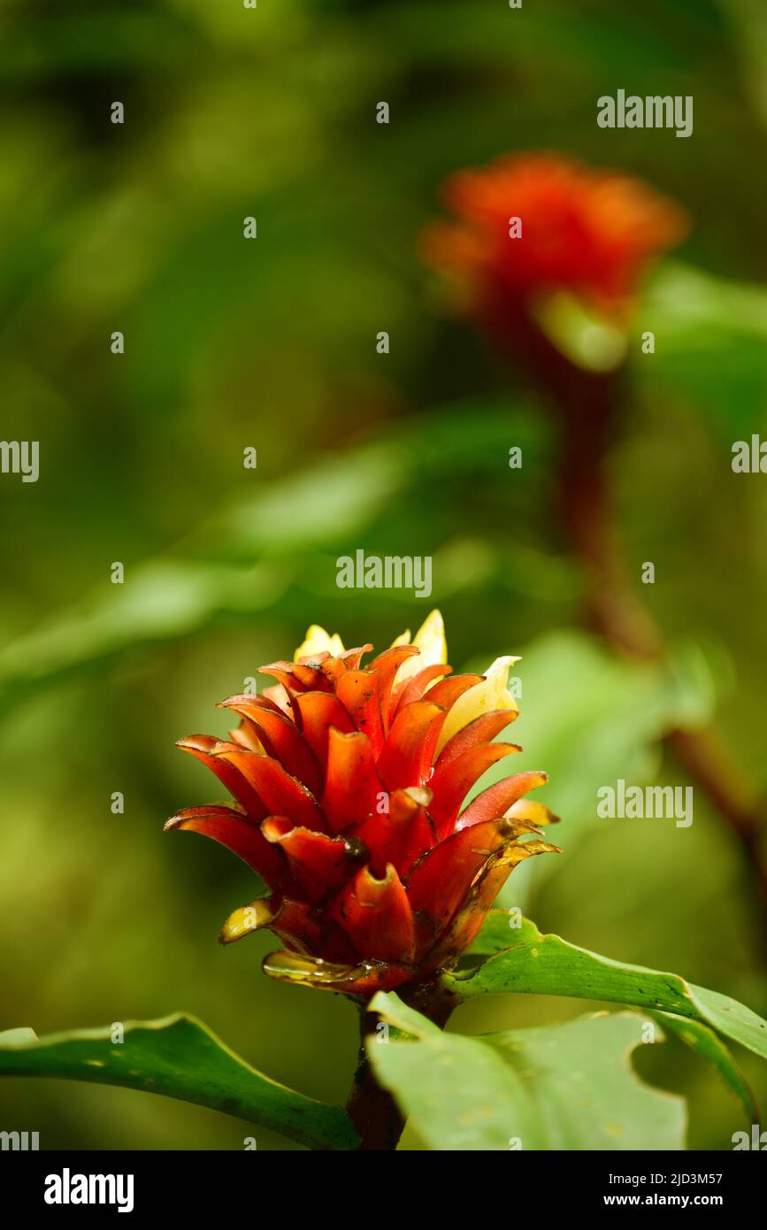Tufted Airplant, Guzmania flower. Mata Atlantica, Brazil Stock Photo ...
