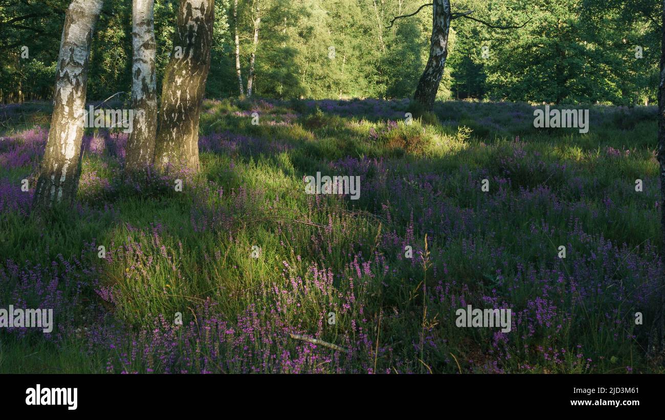birch trees with purple heather at golden hour in the evening, nature ...