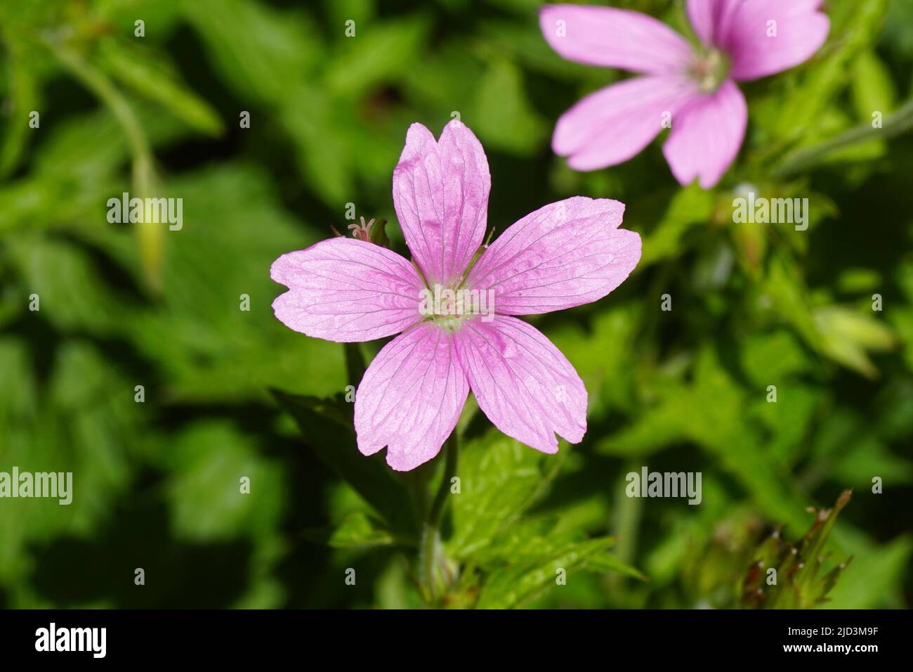 Geranium endressii hi-res stock photography and images - Alamy