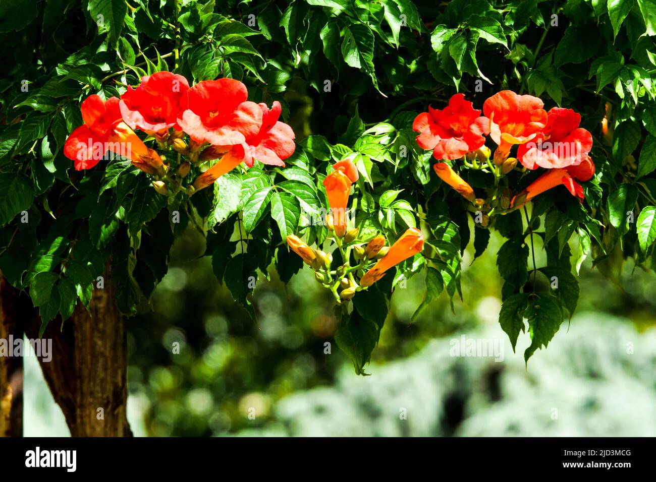Judea vinetree hi-res stock photography and images - Alamy