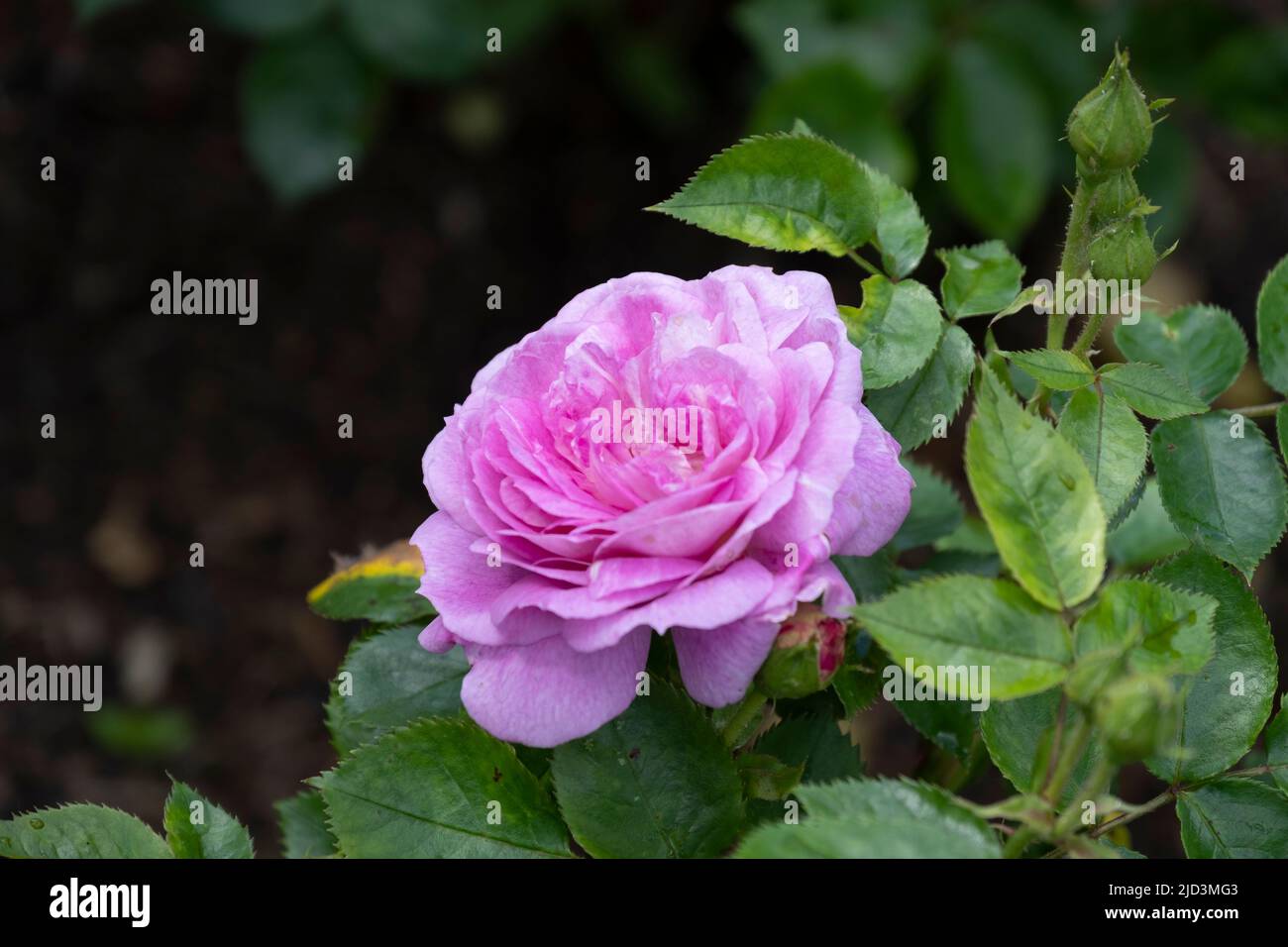 walk in the beautiful regents park in london,uk Stock Photo - Alamy