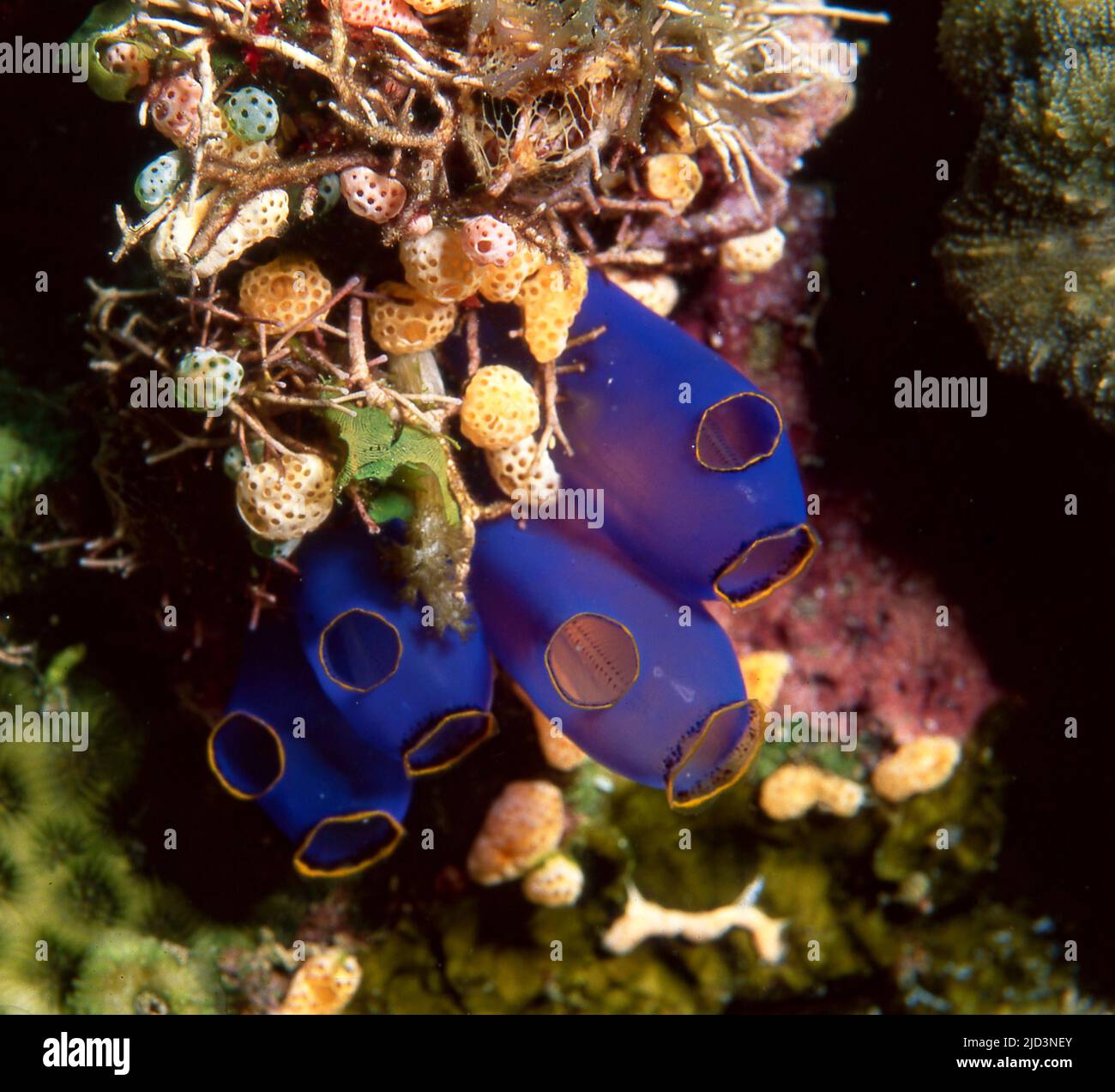 Blue ascidians (Rhopalaea crassa) from the Philippines Stock Photo - Alamy