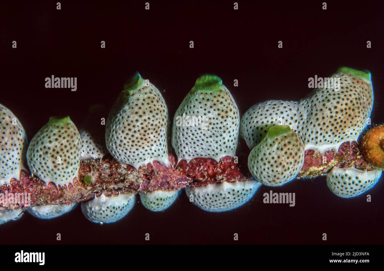 Colonial tunicate didemnum molle hi-res stock photography and images ...