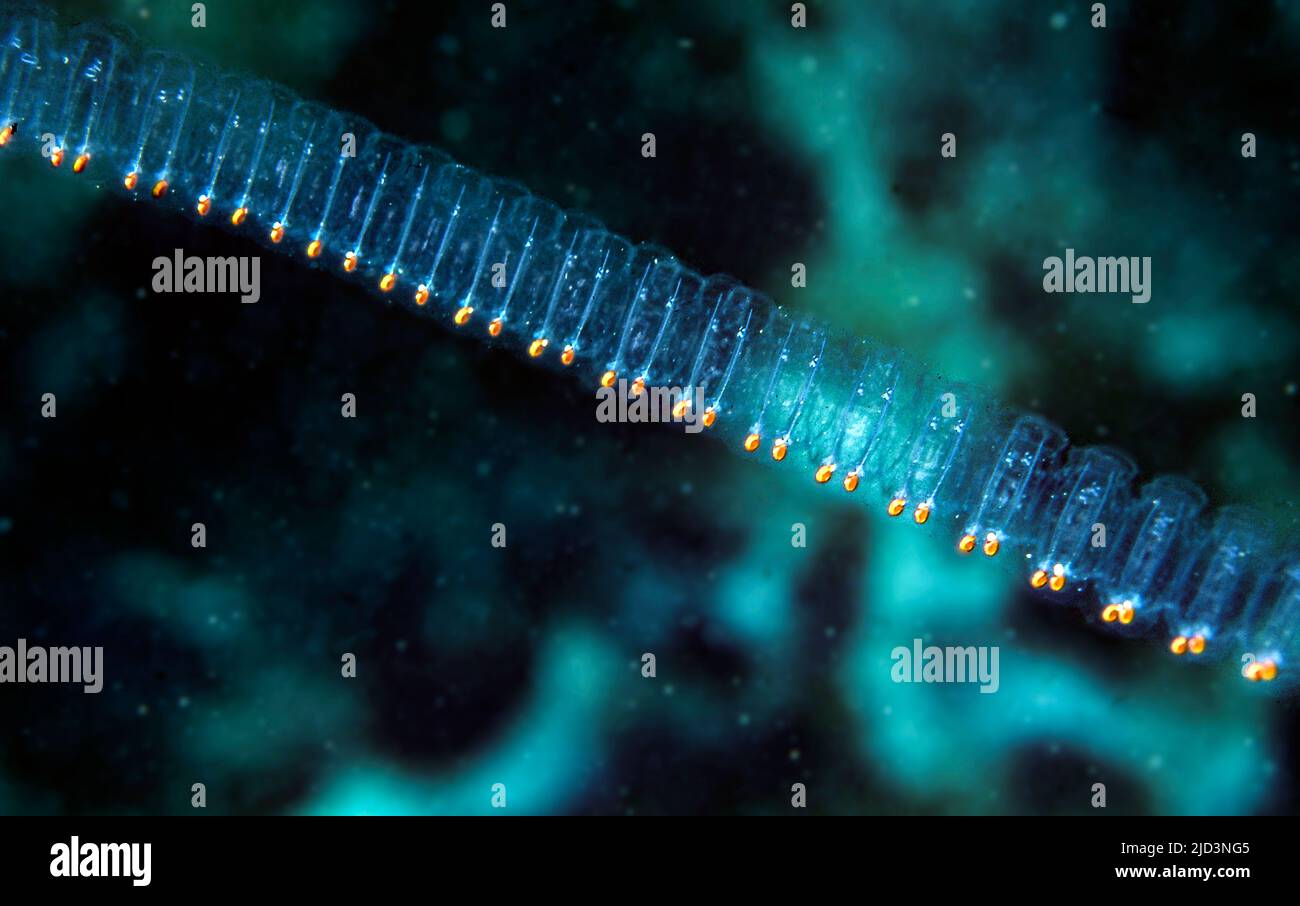 Salps filter hi-res stock photography and images - Alamy