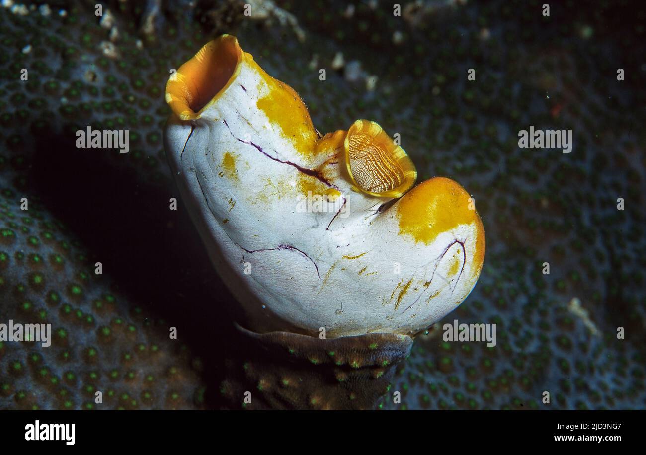 Golden ascidian (Polycarpa aurata) from Bunaken, North Sulawesi ...