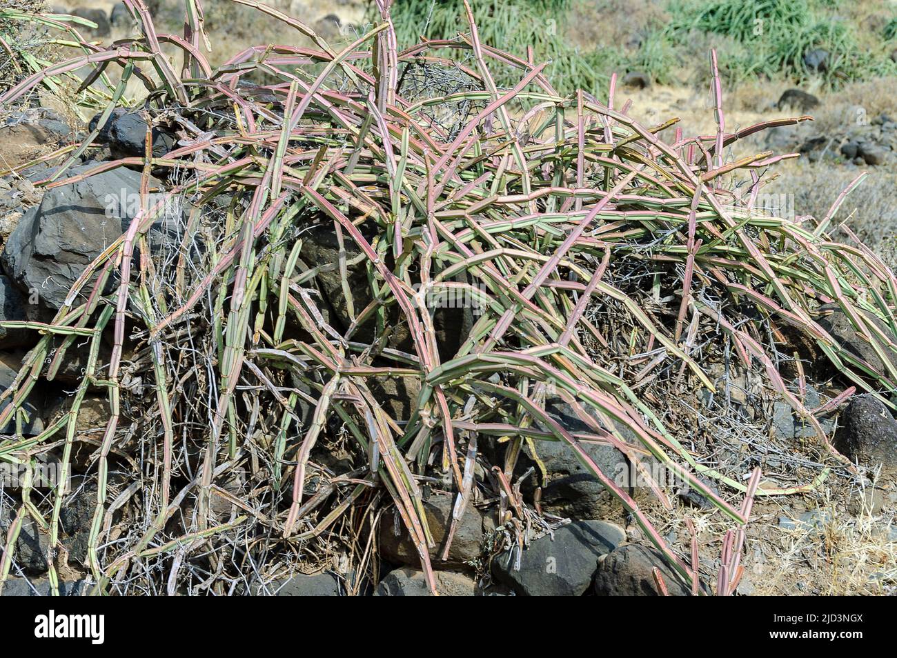 Engaruka hi-res stock photography and images - Alamy