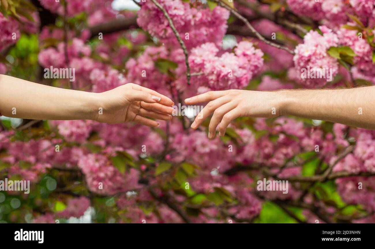 Hands, spring, love, hands. Lovers couple holding hands in a sakura ...
