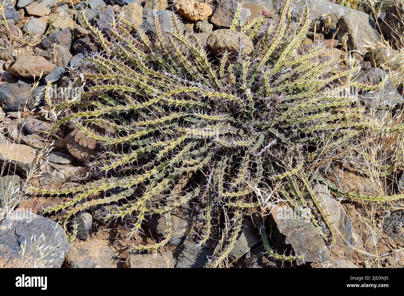 Euphorbia sp. (possibly E. unligiana) from Engaruka, Tanzania Stock ...