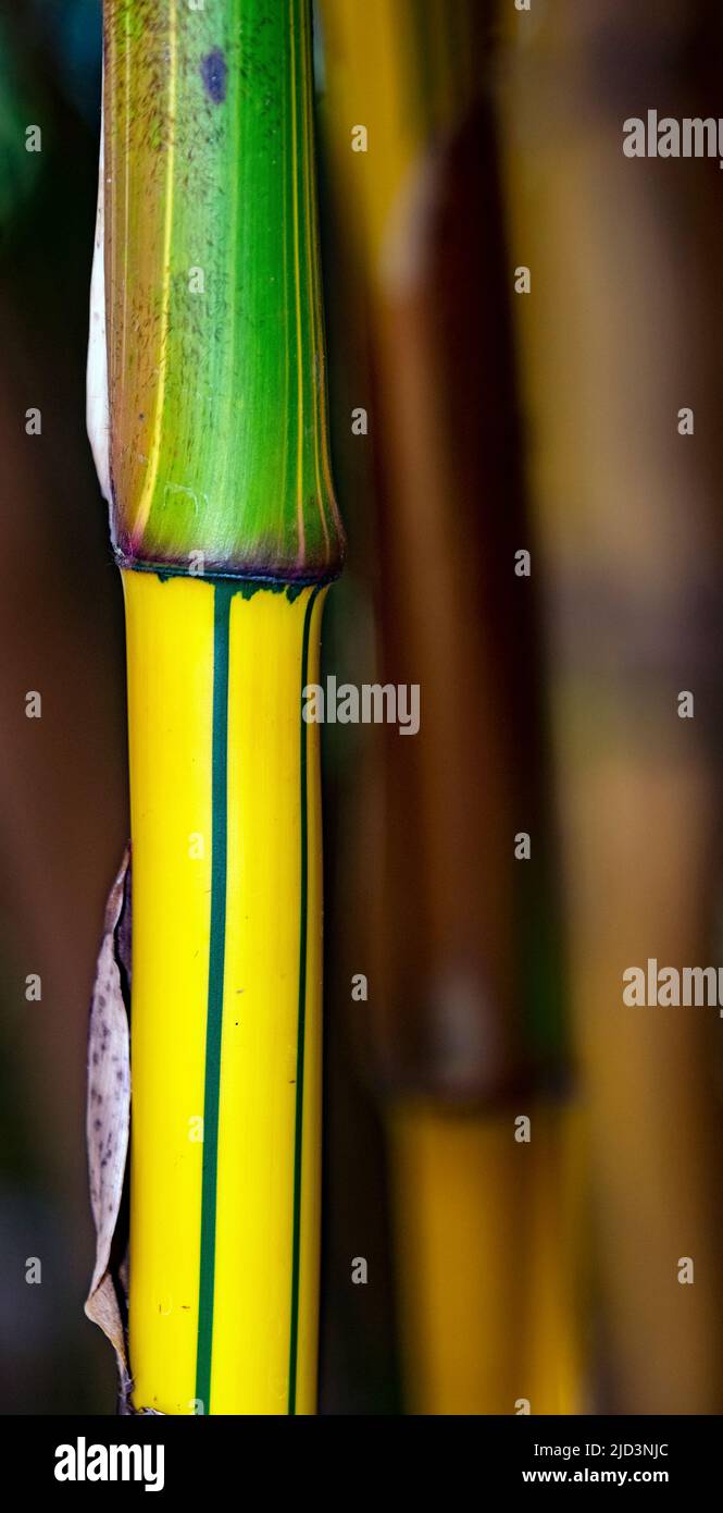 Close up of common bamboo (Bambusa vulgaris) from Antananarivo ...