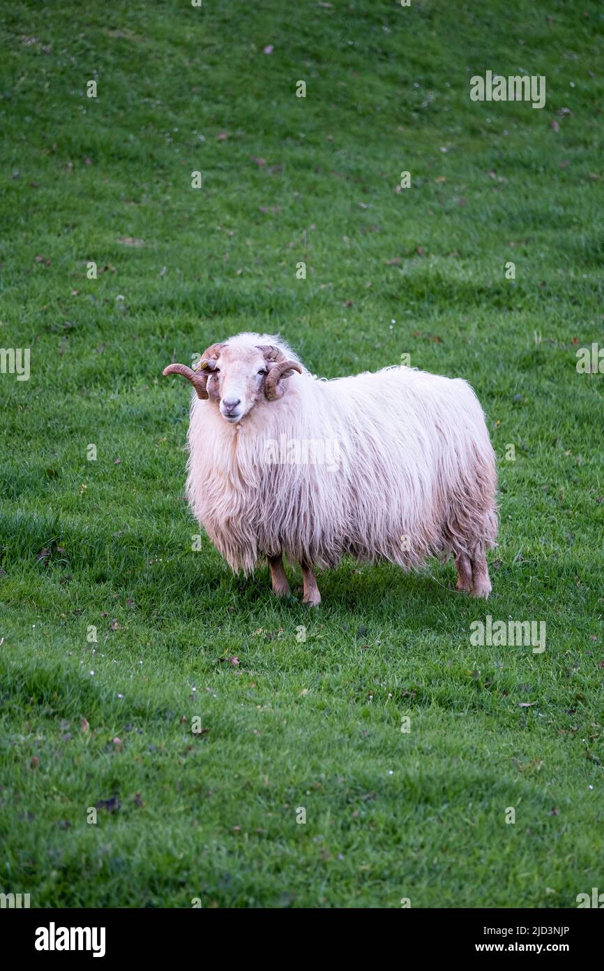 adult male sheep with wool still unshorn, white ram in a green meadow ...
