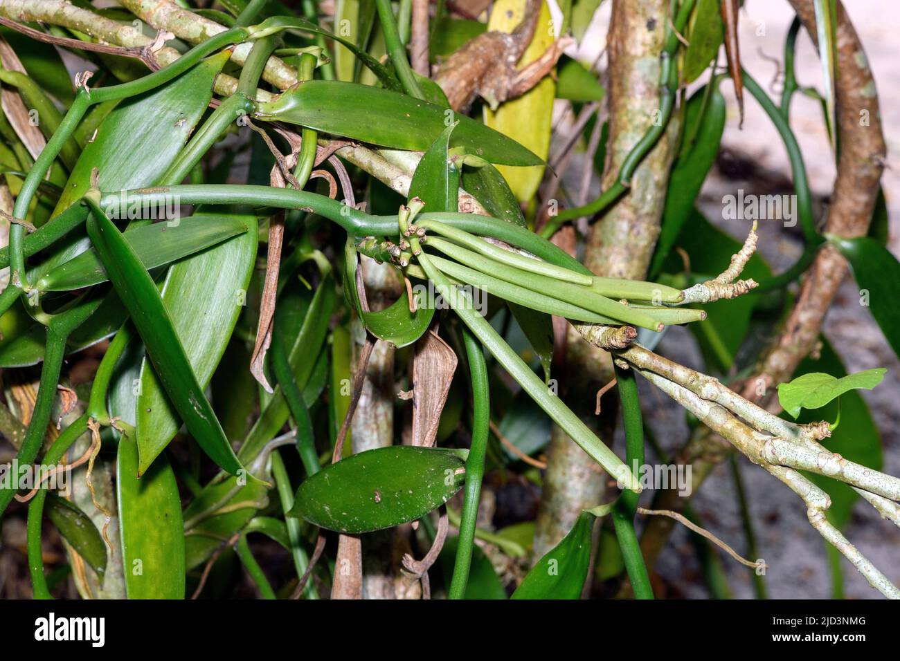 Seed capsules of the vanilla orchid (Vanilla planoifolia) from ...